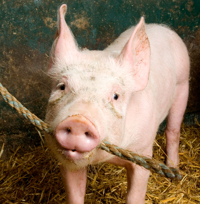Rund um das Schwein - Schwein-News.de